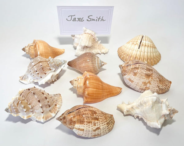 Seashell Place Card Holders – The Wild Array